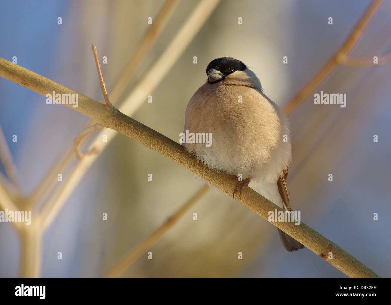 Bullfinch on a branch hi-res stock photography and images - Alamy