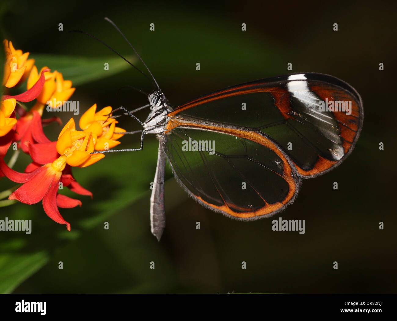 Glasswinged butterfly or Clearwing (Greta oto Stock Photo - Alamy