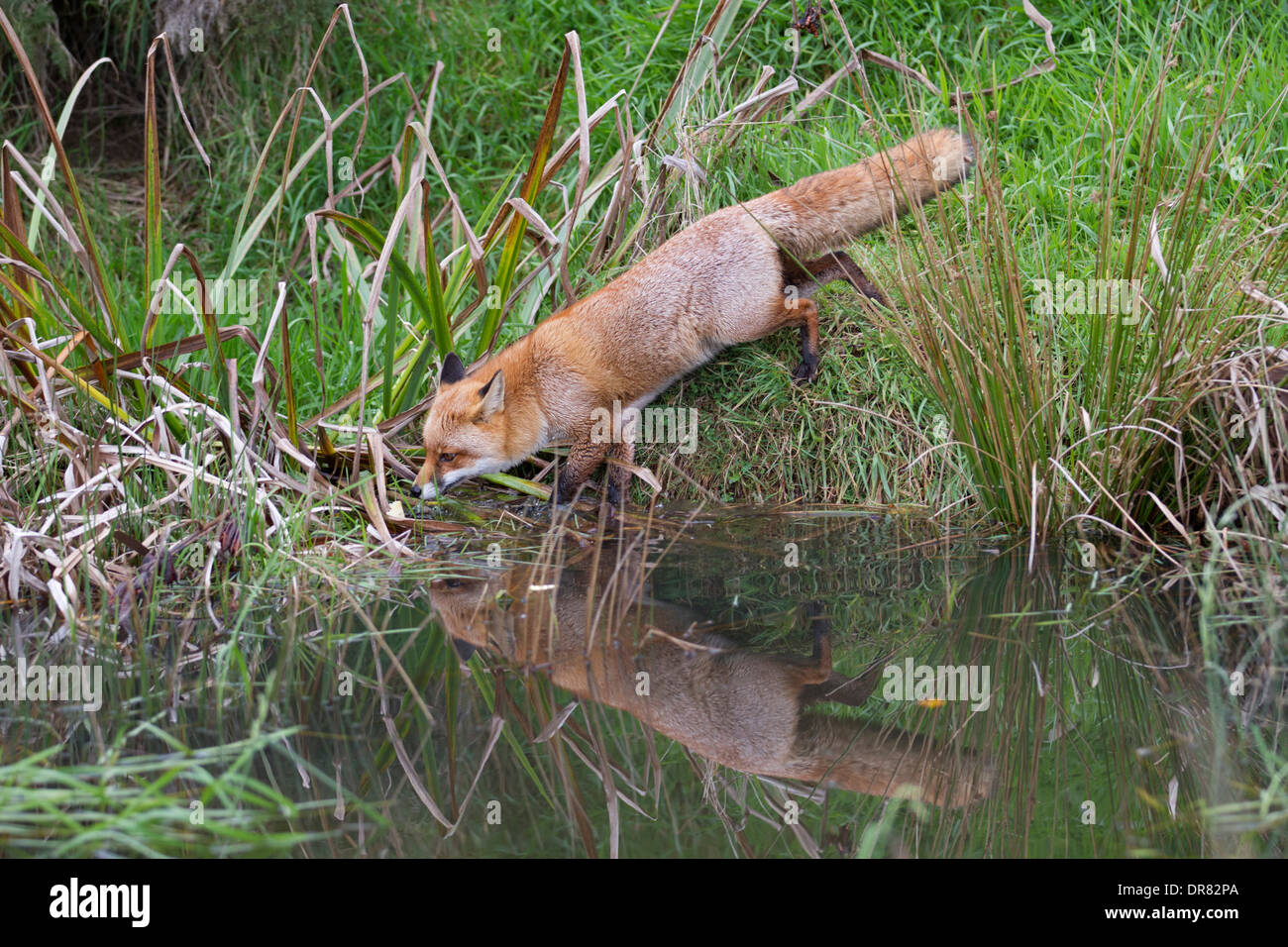 Fox; Vulpes vulpes; at water; UK Stock Photo - Alamy