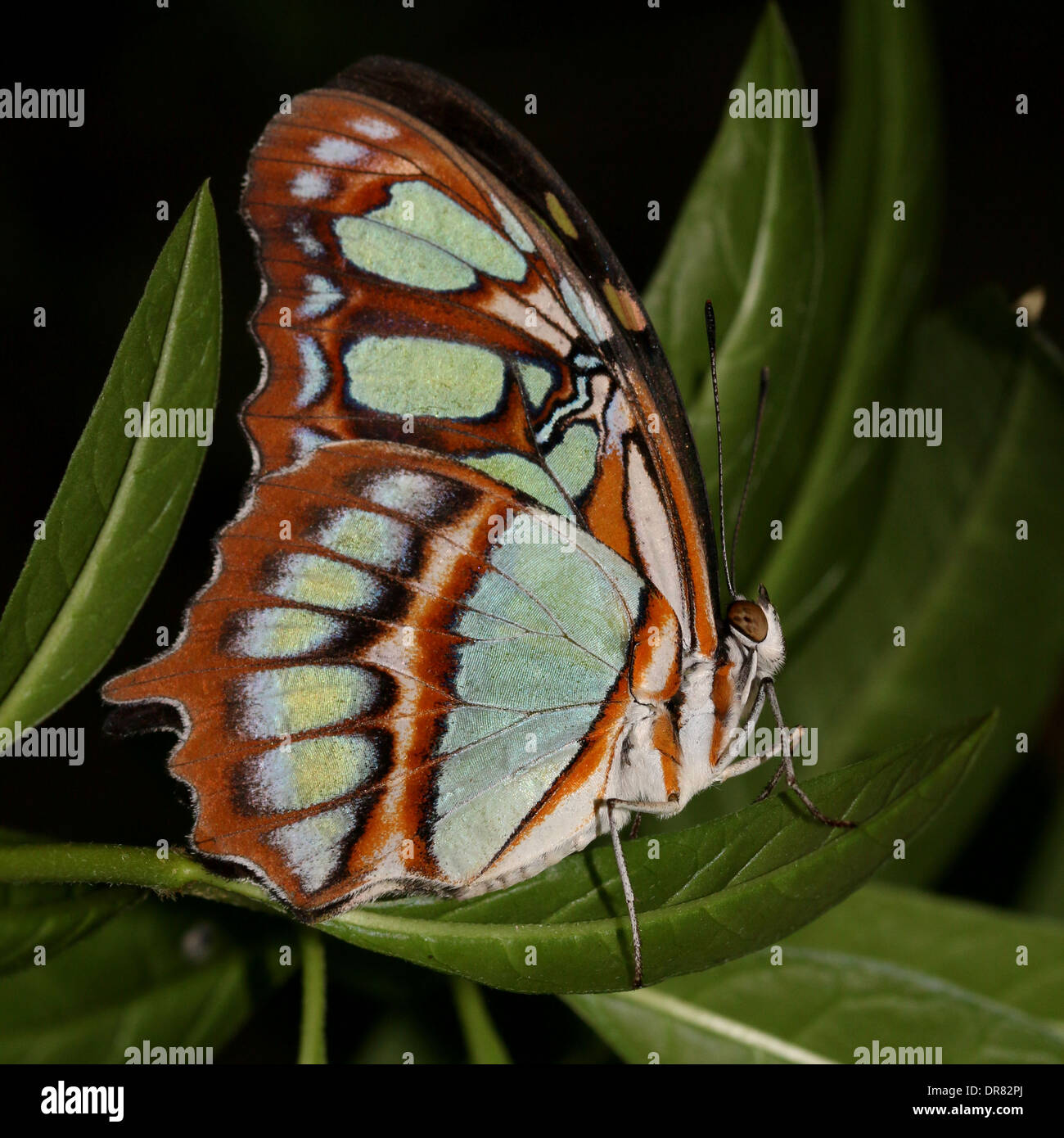The malachite butterfly hi-res stock photography and images - Alamy