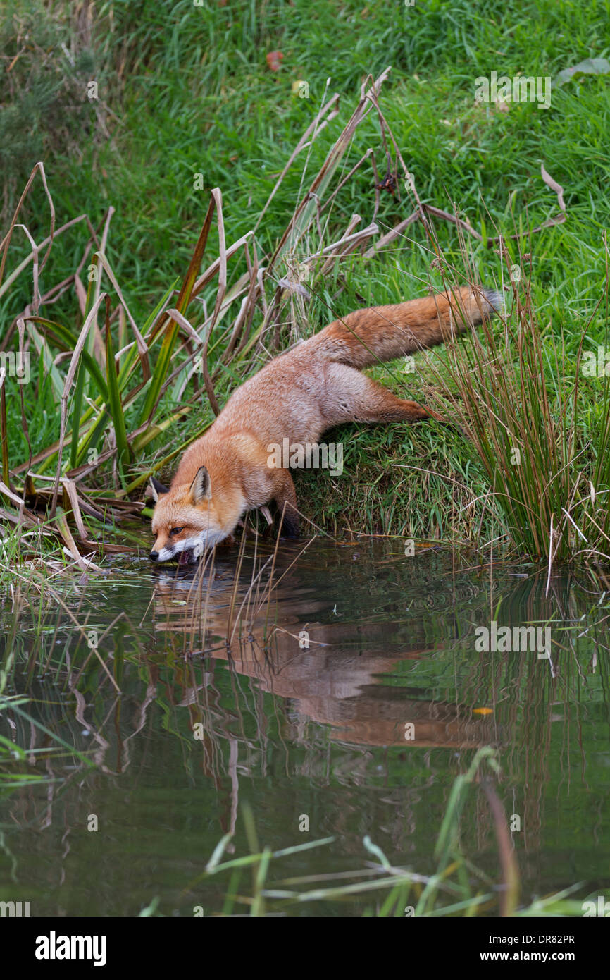 Fox; Vulpes vulpes; drinking; UK Stock Photo - Alamy