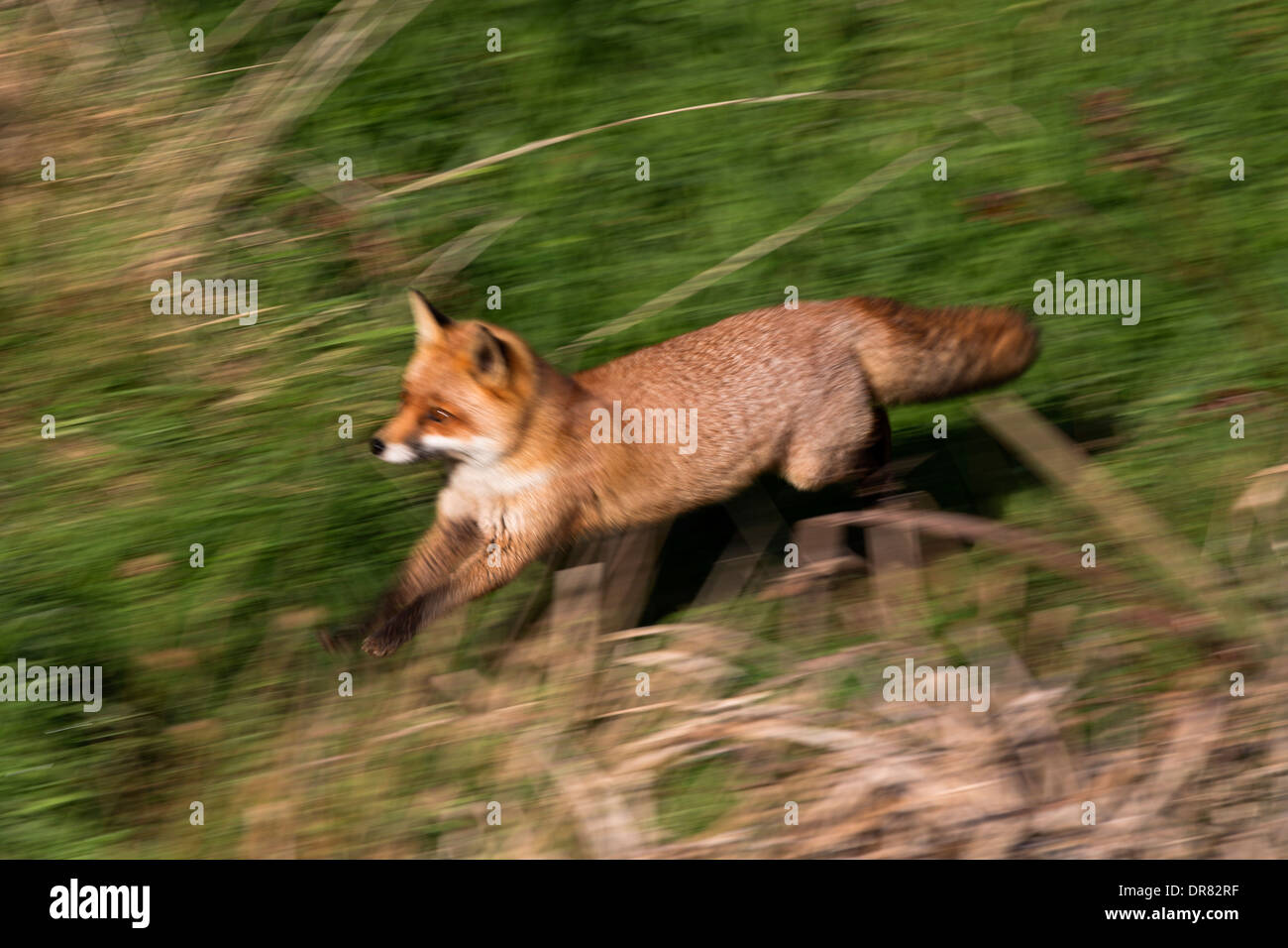 Running fox hi-res stock photography and images - Alamy