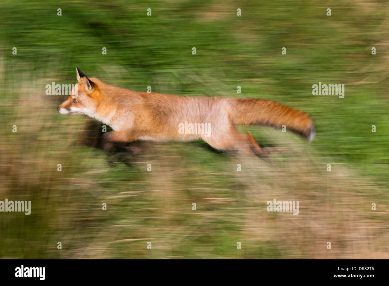Running fox hi-res stock photography and images - Alamy