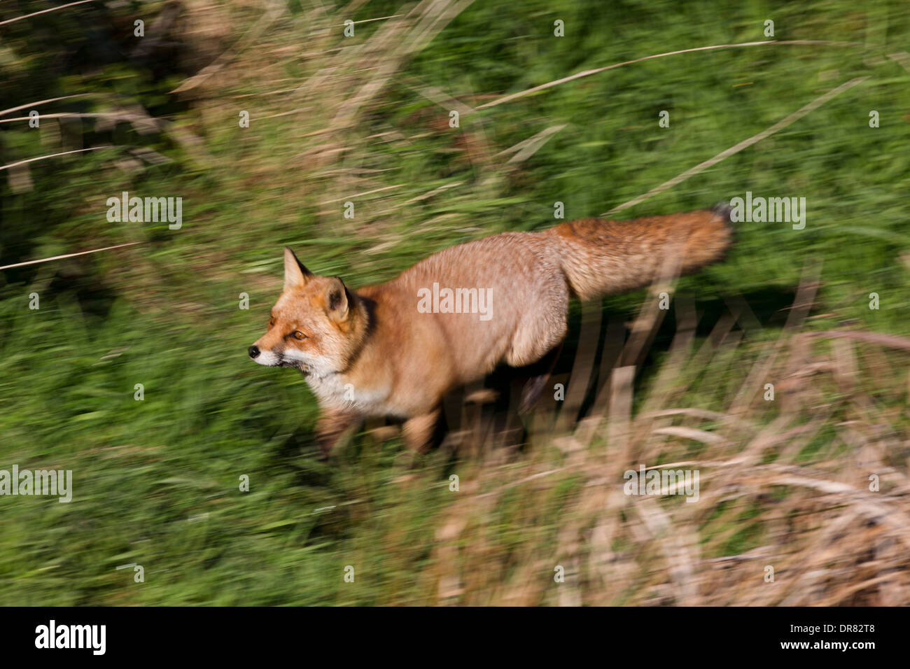Fox movement hi-res stock photography and images - Alamy