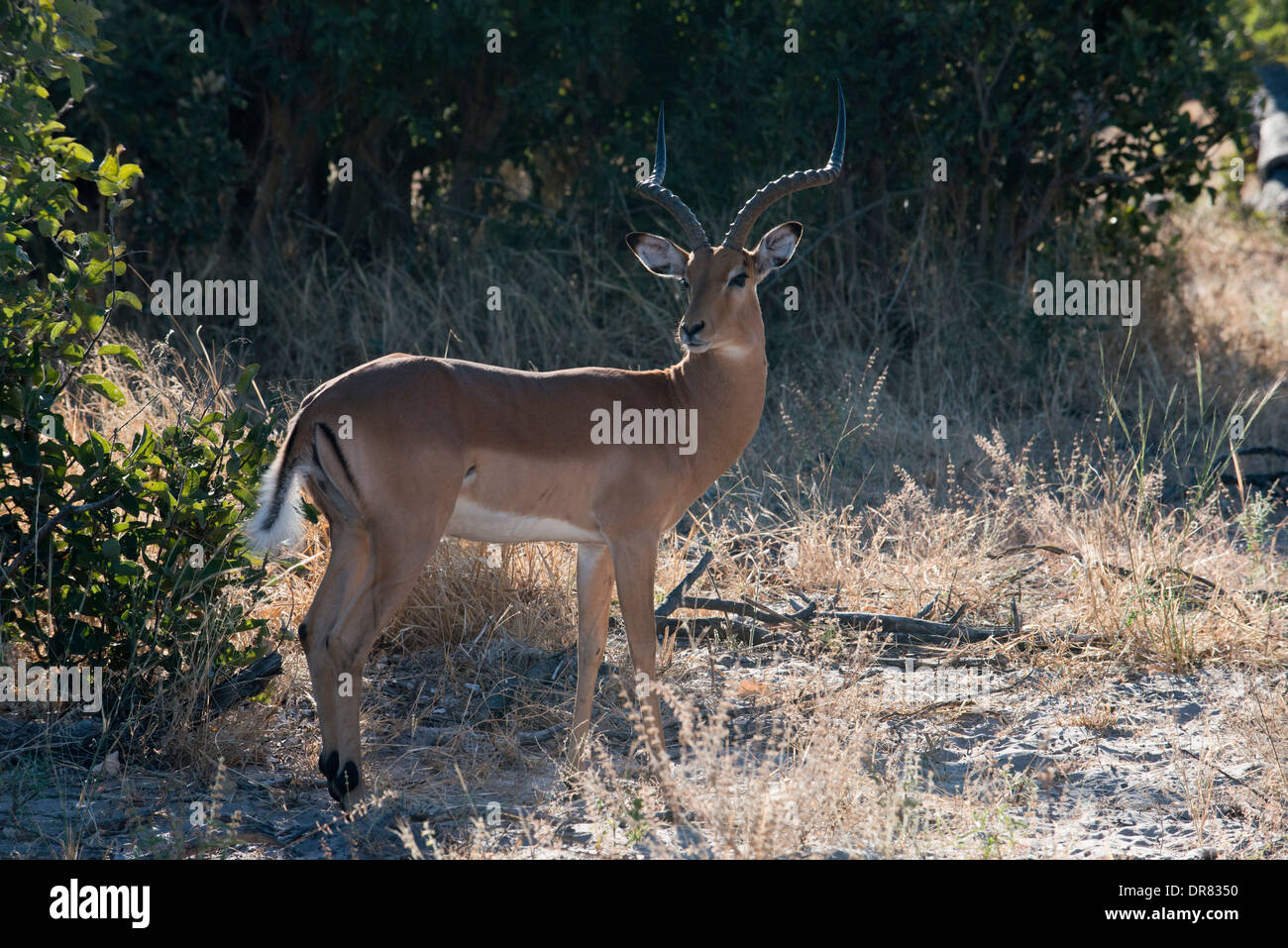 Gazelle Animal Jumping