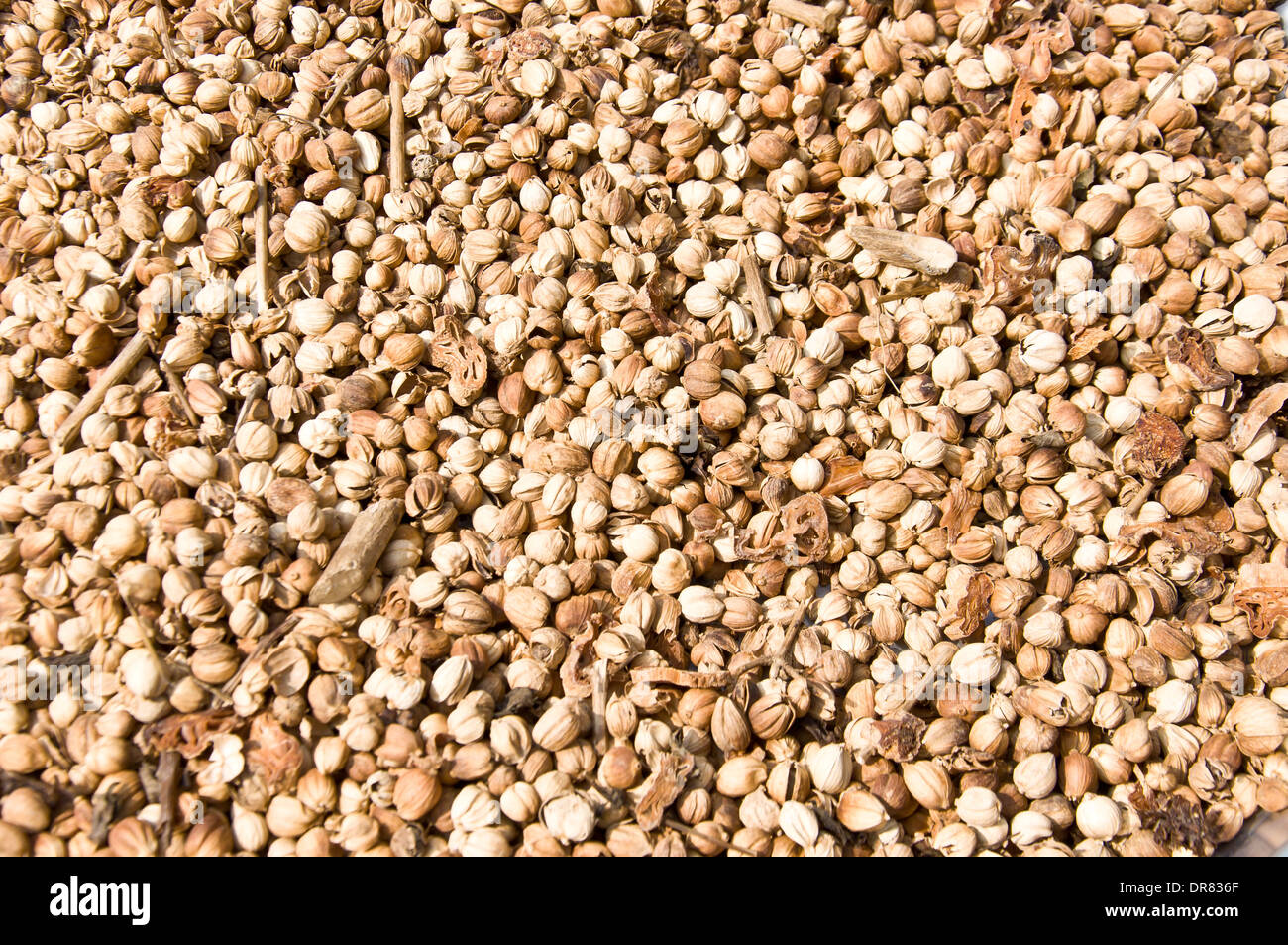 dry Cardamom prepare for alternative medicine Stock Photo - Alamy