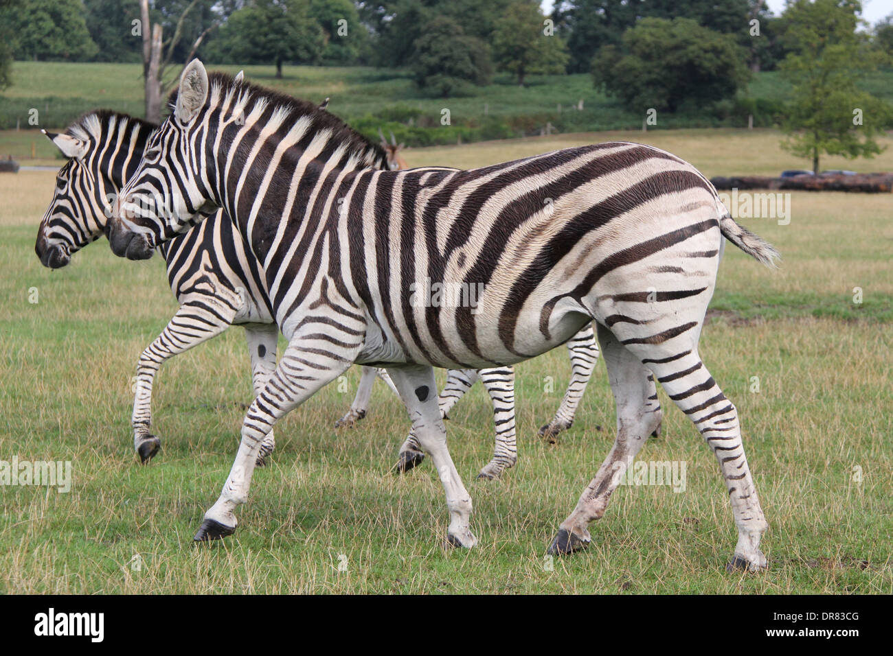 Zebra walking and eating hi-res stock photography and images - Alamy