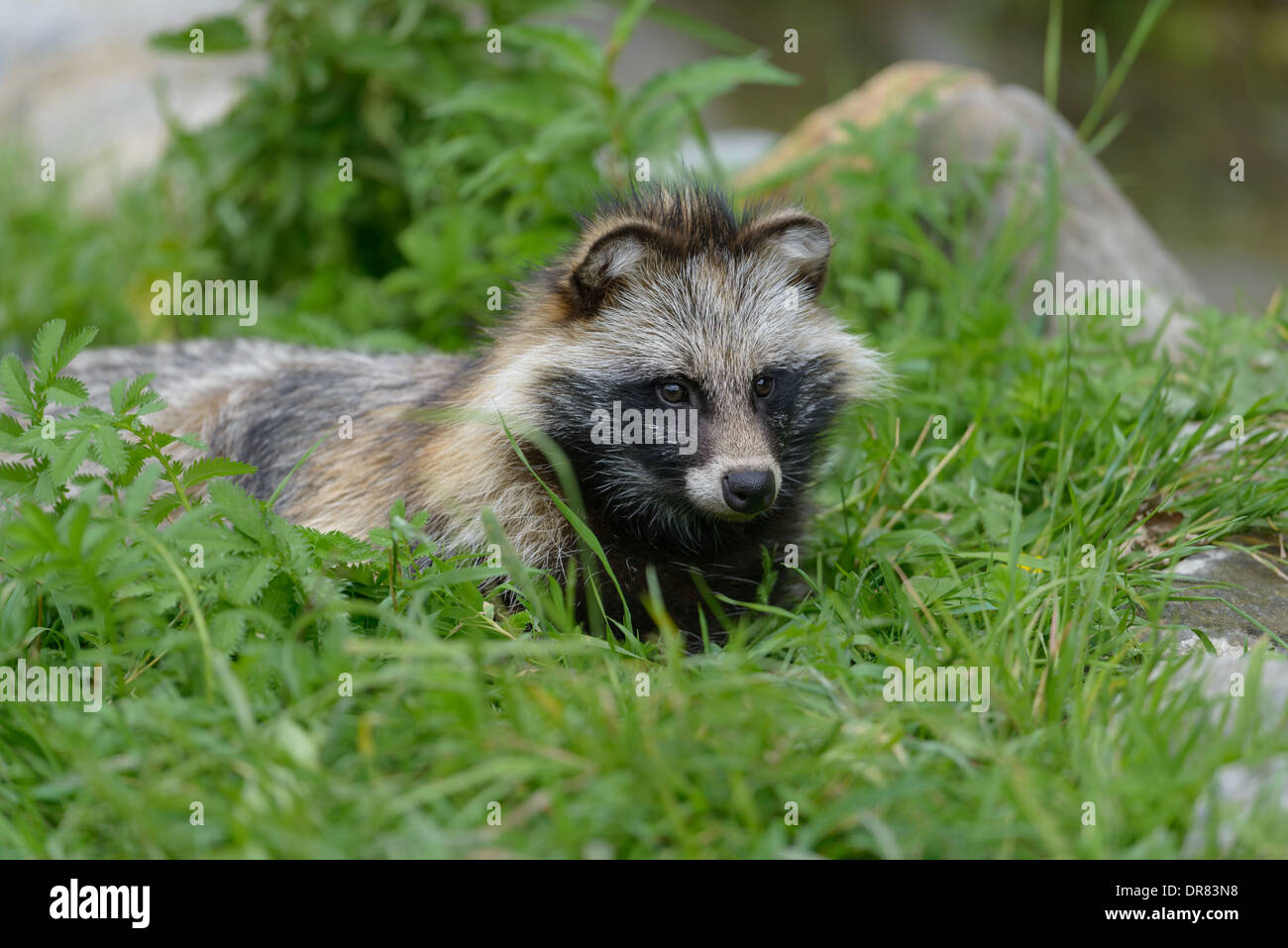 Marderhund, Nyctereutes procyonoides, European Raccoon Dog Stock Photo ...