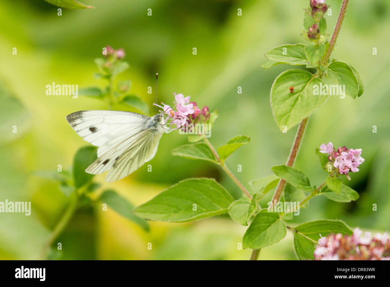Green-veined White [Pieris napi] Stock Photo - Alamy