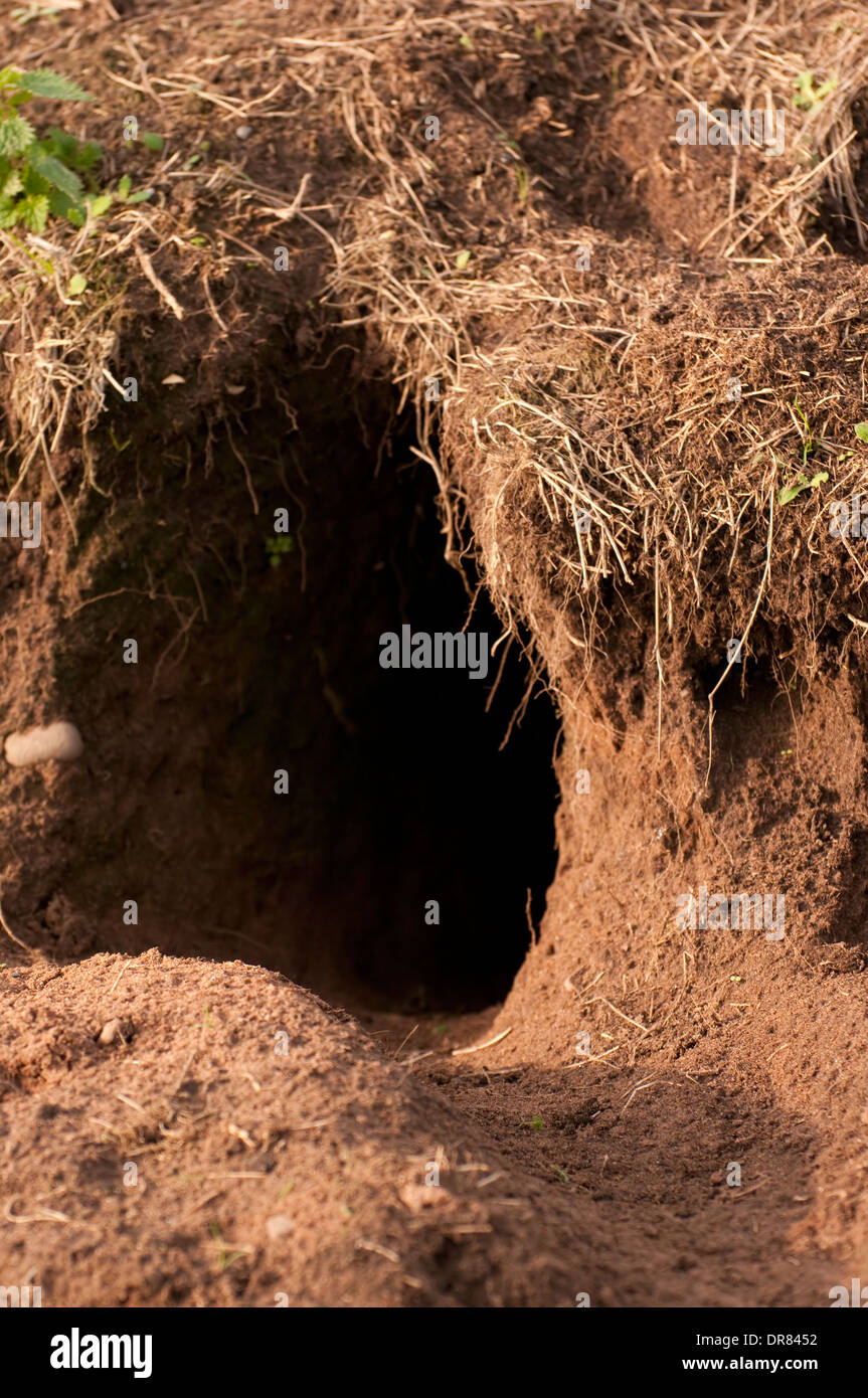Badger sett hi-res stock photography and images - Alamy