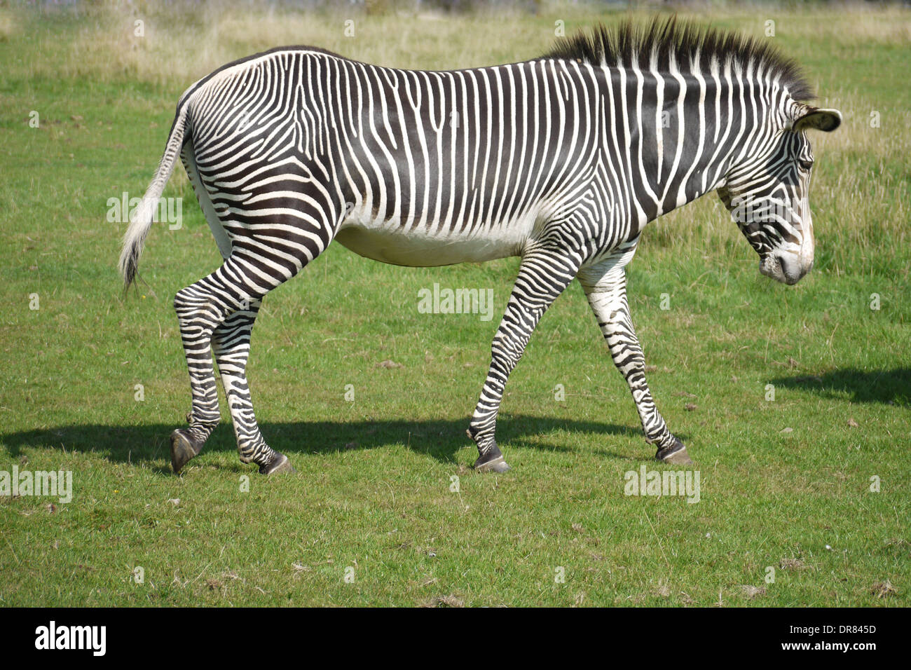 Baby zebra walking hi-res stock photography and images - Alamy