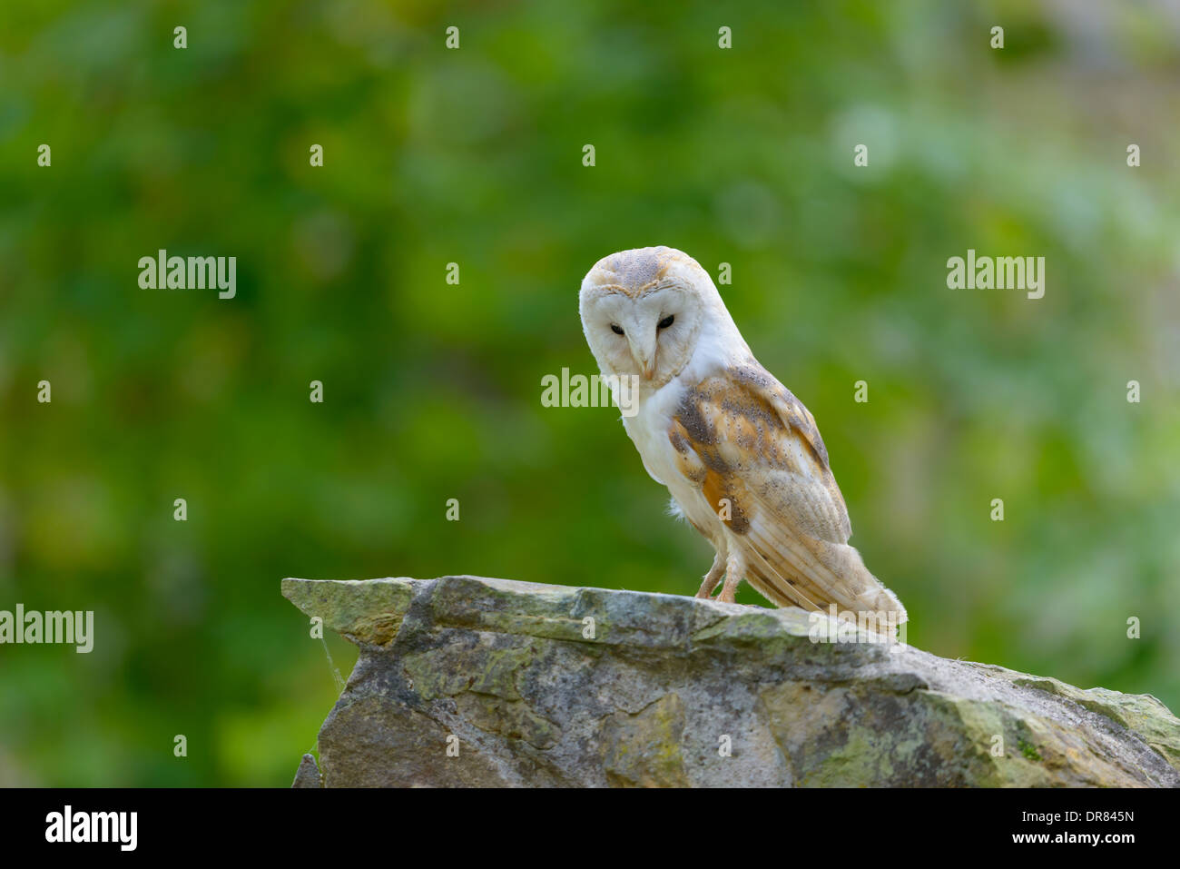 Schleiereule, Tyto alba, Barn Owl Stock Photo - Alamy