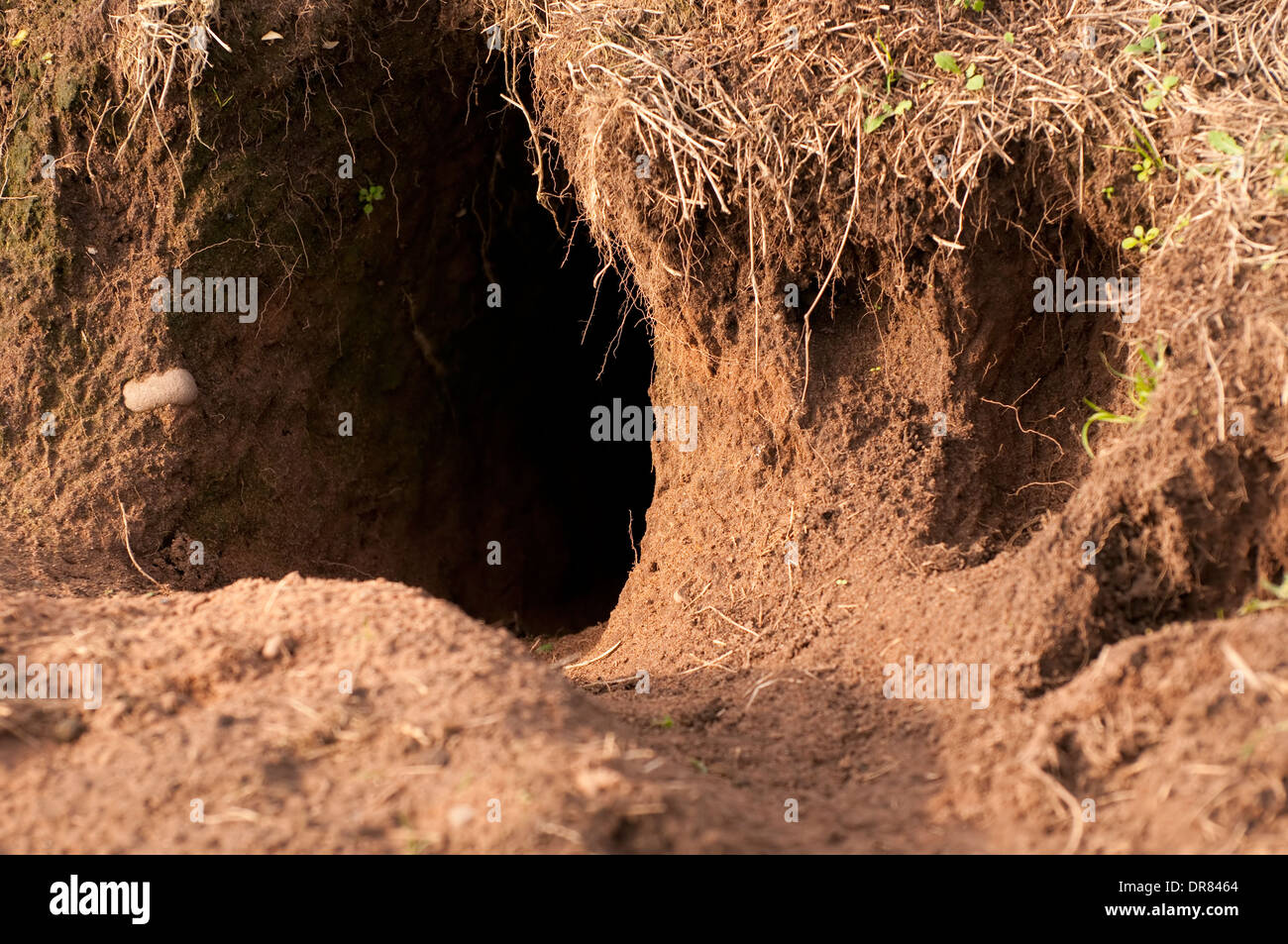 Badger sett hi-res stock photography and images - Alamy