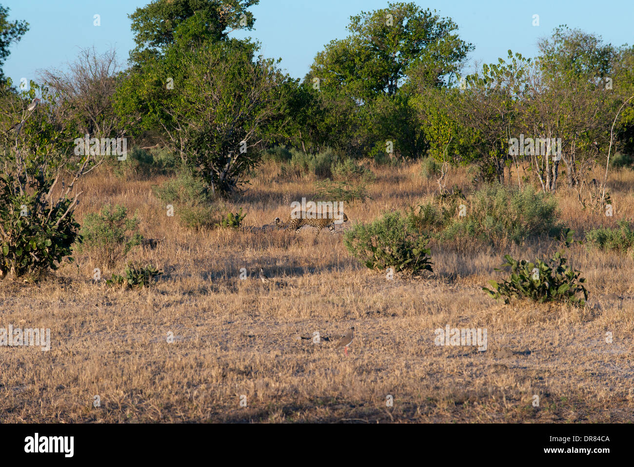 A leopard hunting camp near Khwai River Lodge by Orient Express in ...