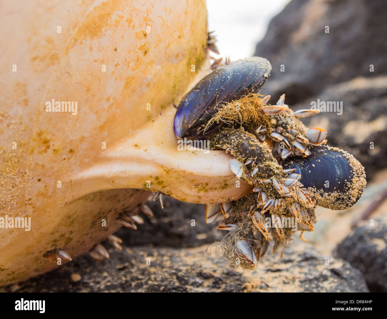 Buoy barnacles hi-res stock photography and images - Alamy
