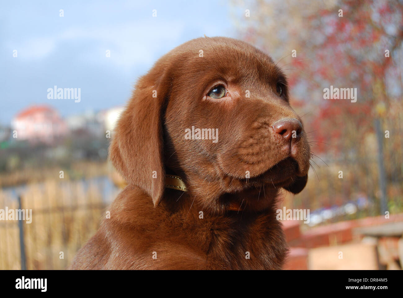 happy chocolate labrador puppy portrait close up Stock Photo - Alamy
