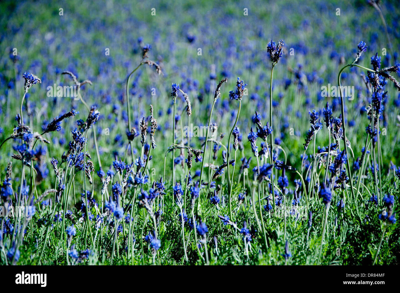 Blue flowerbed hi-res stock photography and images - Alamy
