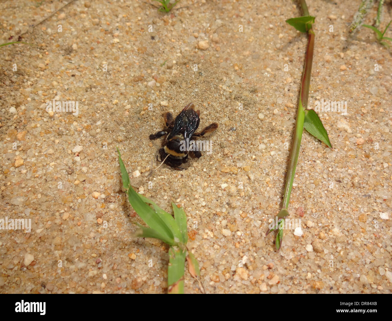bee digging in sand in Brazilian Atlantic forest Stock Photo - Alamy