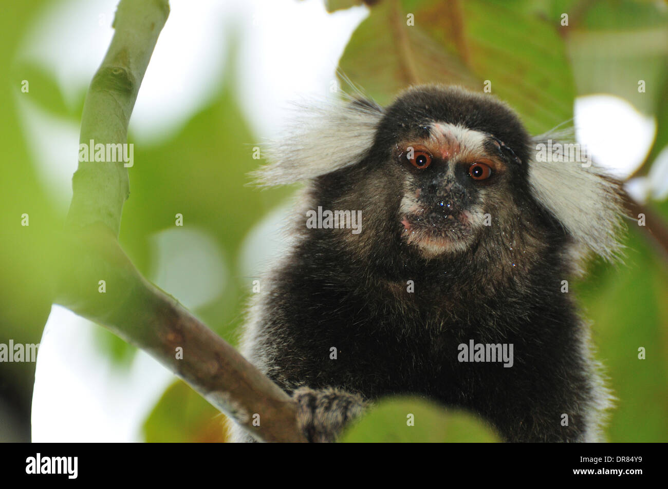 Marmoset brazil hi-res stock photography and images - Alamy
