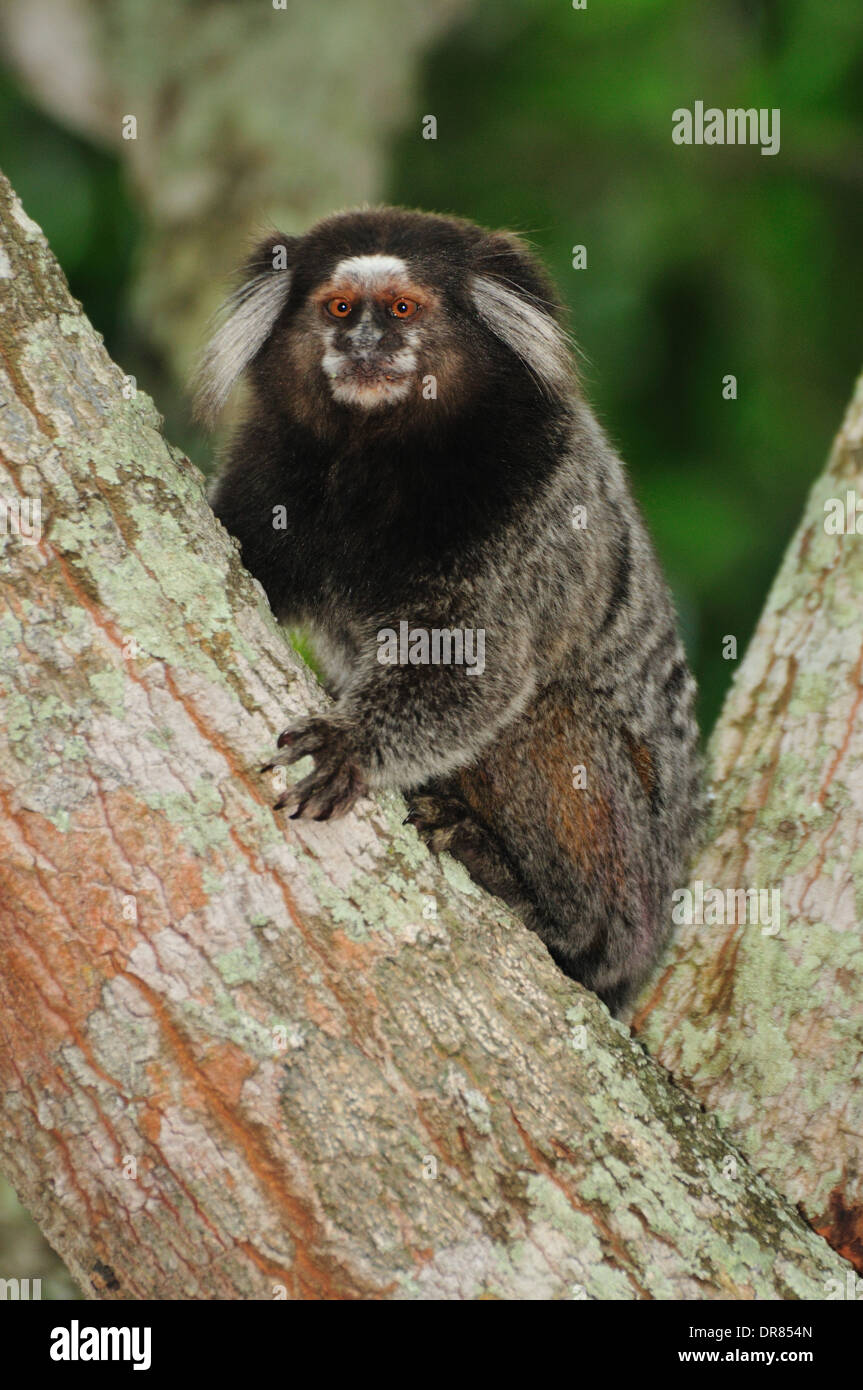 Marmoset brazil hi-res stock photography and images - Alamy