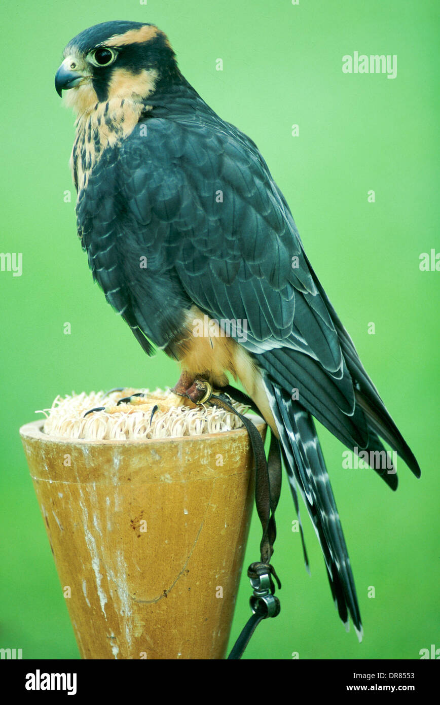 Aplomado falcon falco femoralis hi-res stock photography and images - Alamy