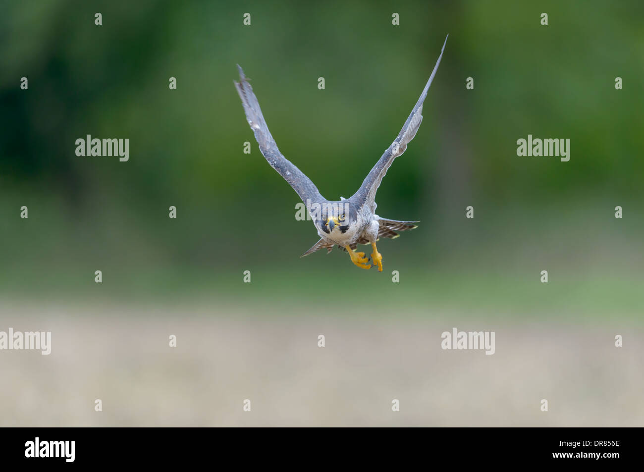 Wanderfalke, Falco peregrinus, Peregrine falcon Stock Photo - Alamy