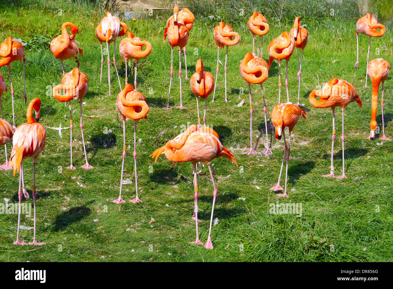Flamingo on grass High Resolution Stock Photography and Images - Alamy