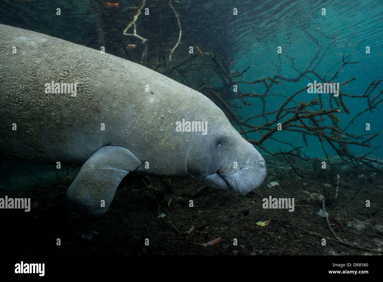Endangered florida manatee three hi-res stock photography and images ...