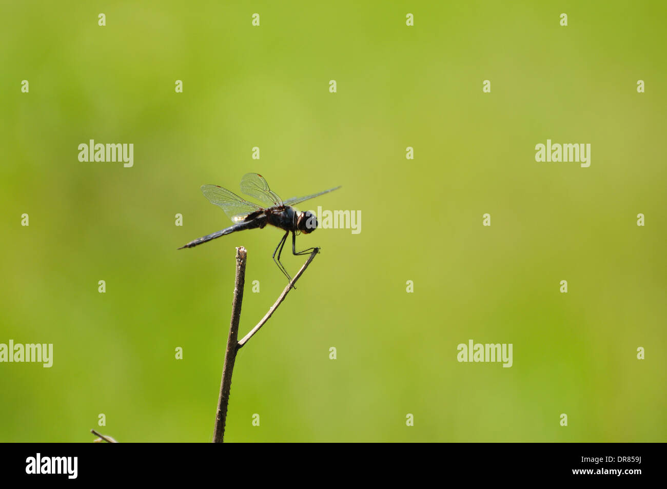 Fly brazil hi-res stock photography and images - Alamy