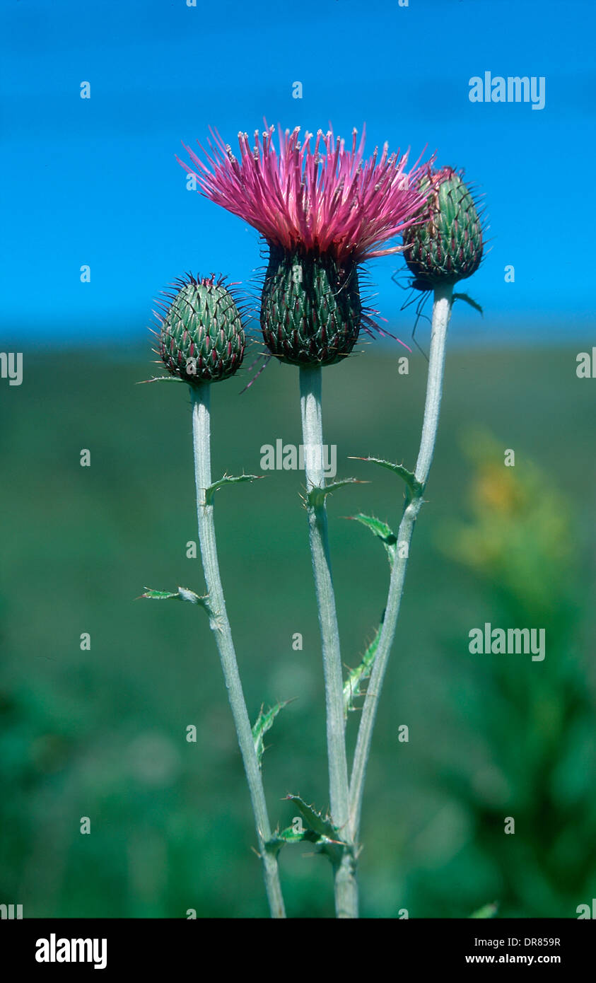 Bull thistle wildflower hi-res stock photography and images - Alamy