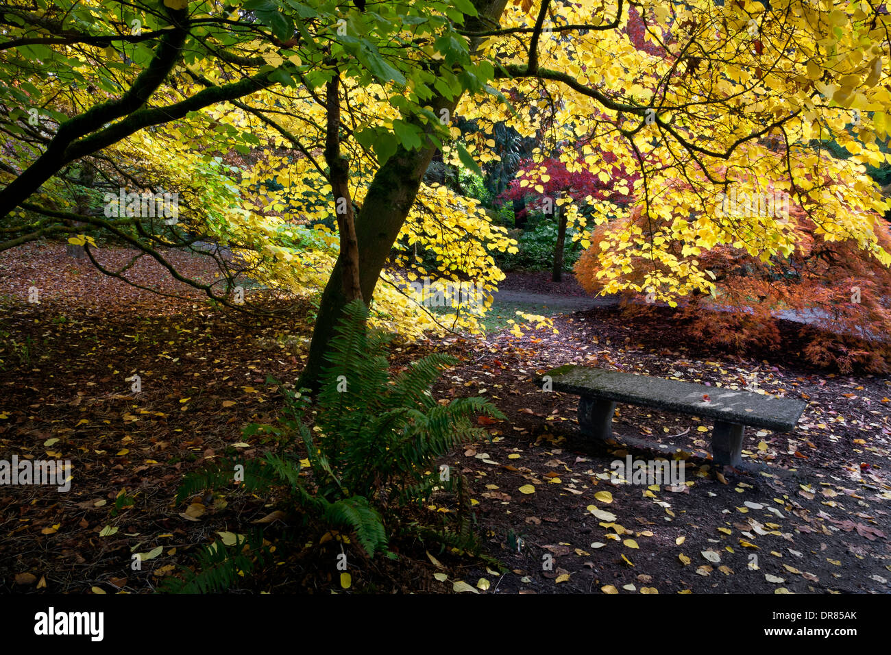 WASHINGTON - Autumn colors at Seattle's Washington Park Arboretum Stock ...
