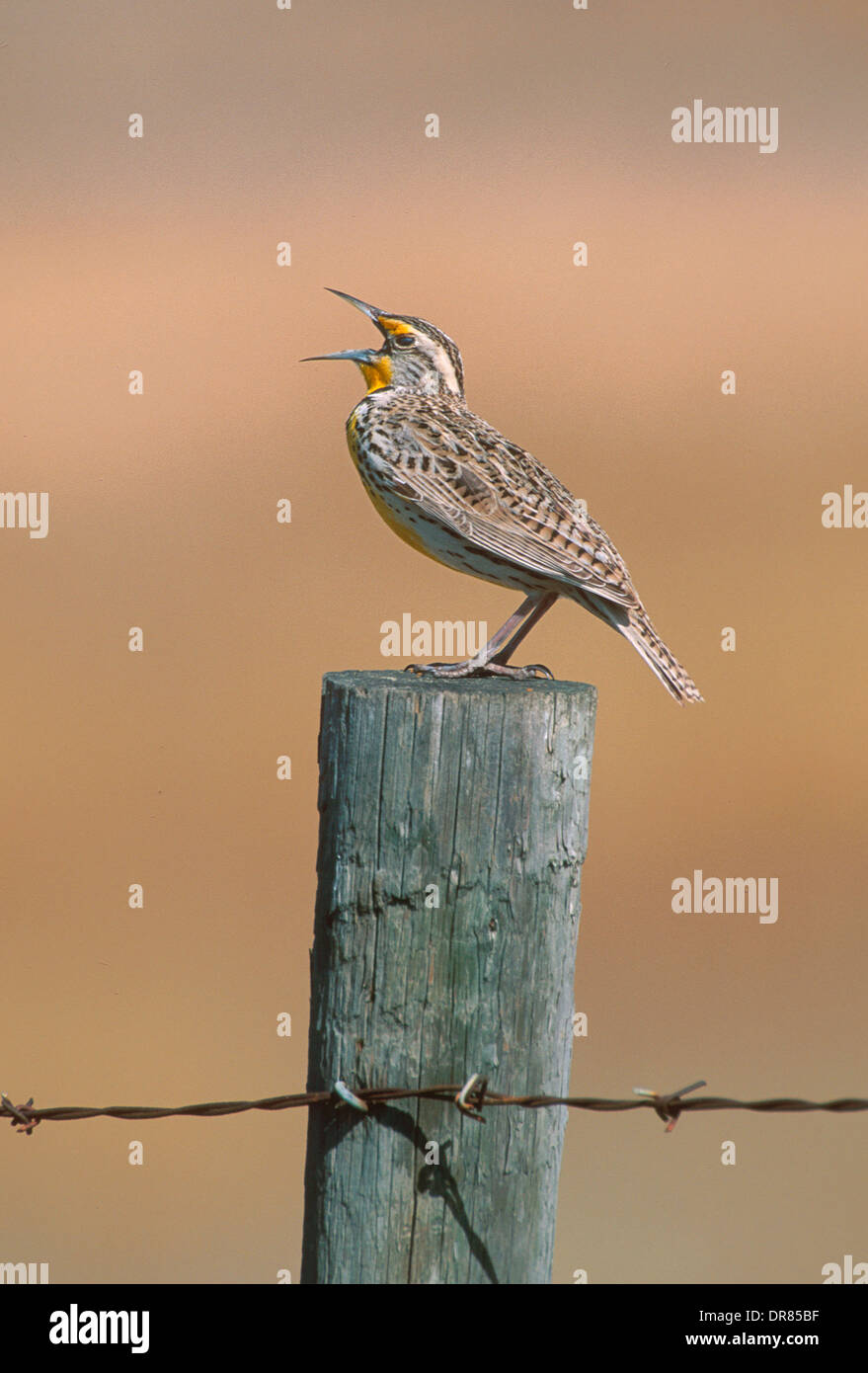 Western Meadowlark (Sturnella neglecta) on fence post, Langdon ...