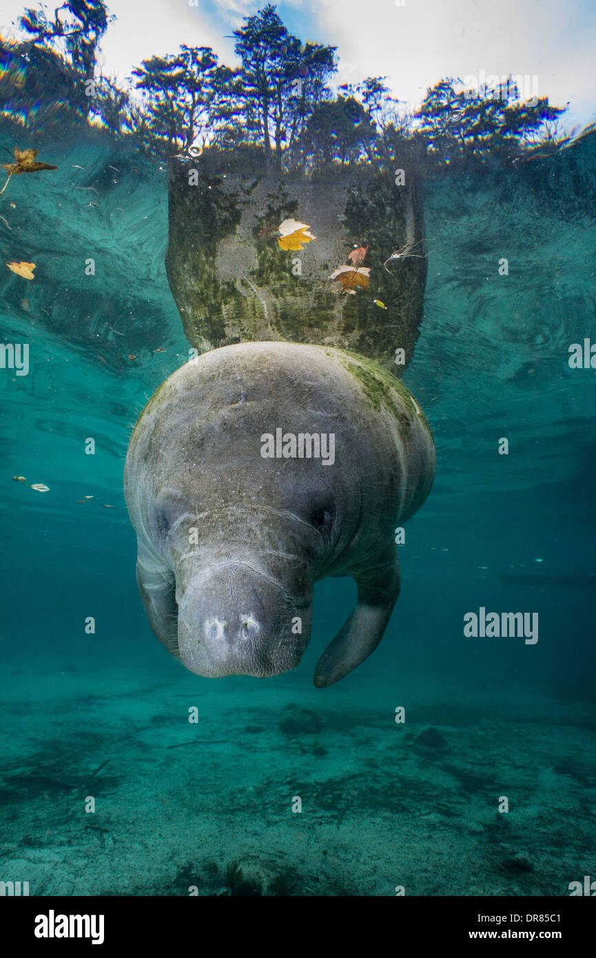 Underwater view of Florida manatee Stock Photo - Alamy