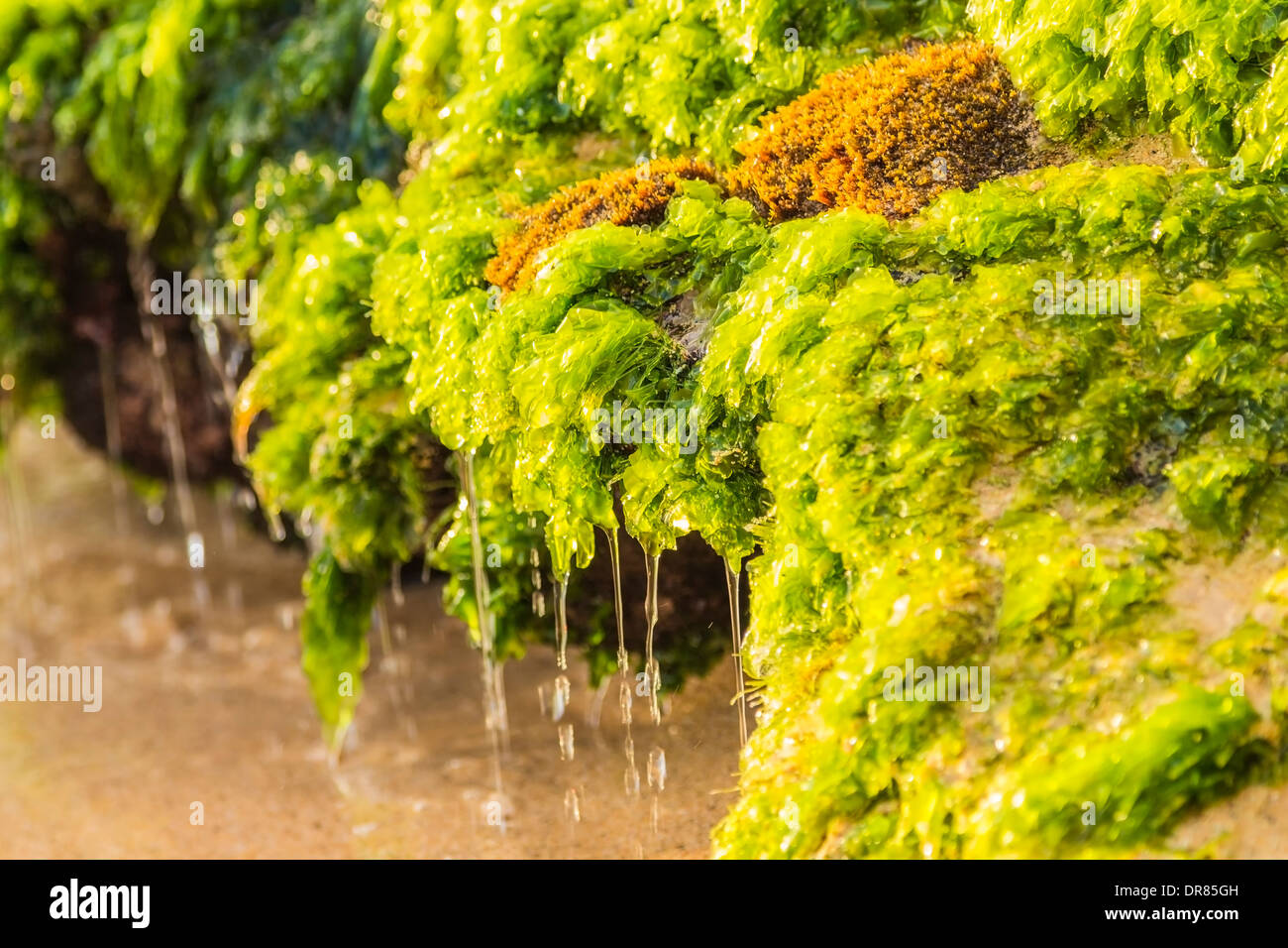 Macro of moss on a rock on the beach at the ocean's edge Stock Photo ...