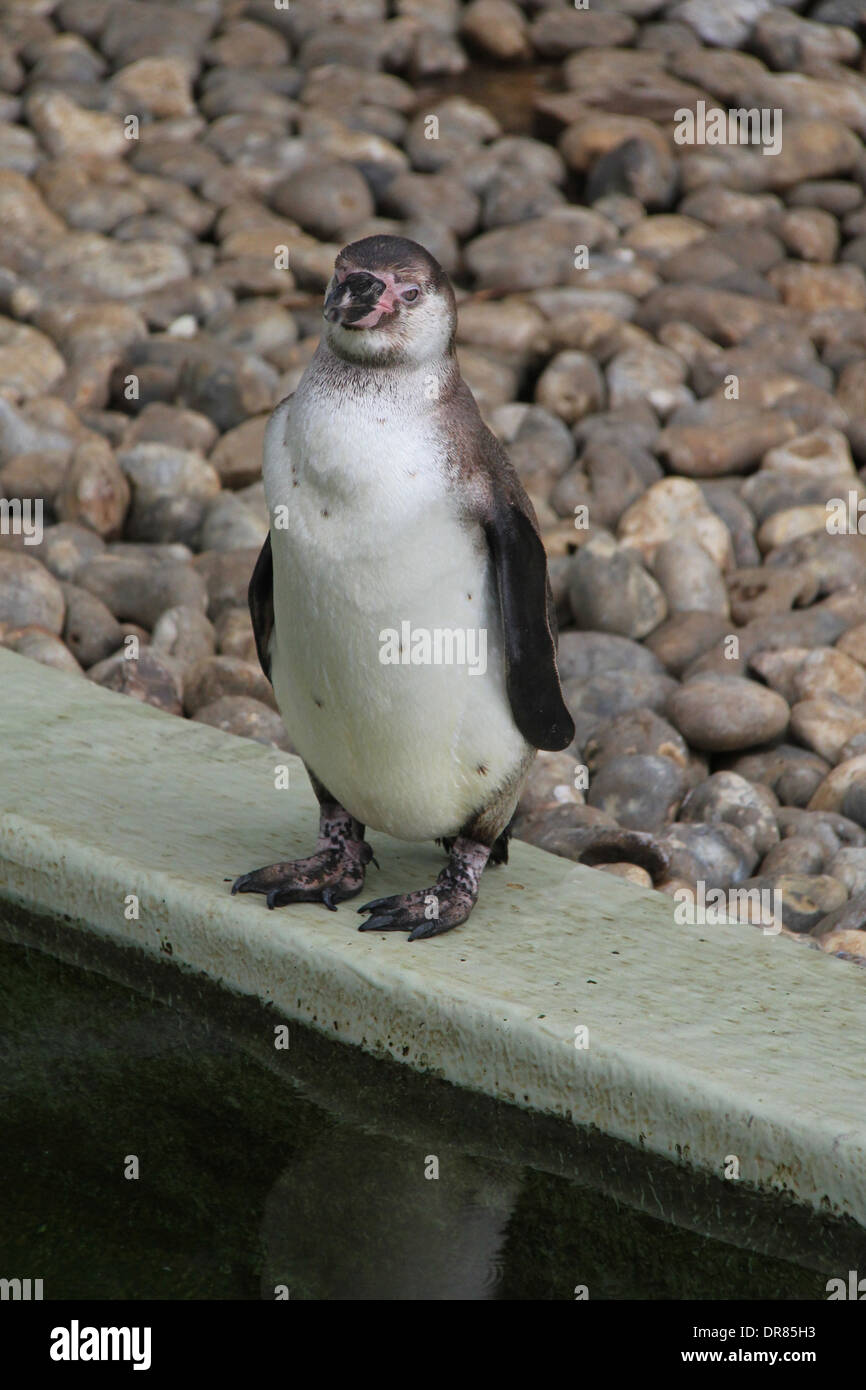 Penguin flippers hi-res stock photography and images - Alamy