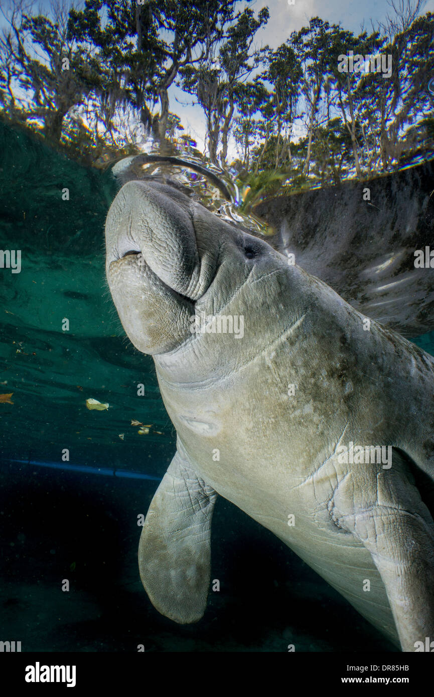 Manatee surfacing breathe hi-res stock photography and images - Alamy