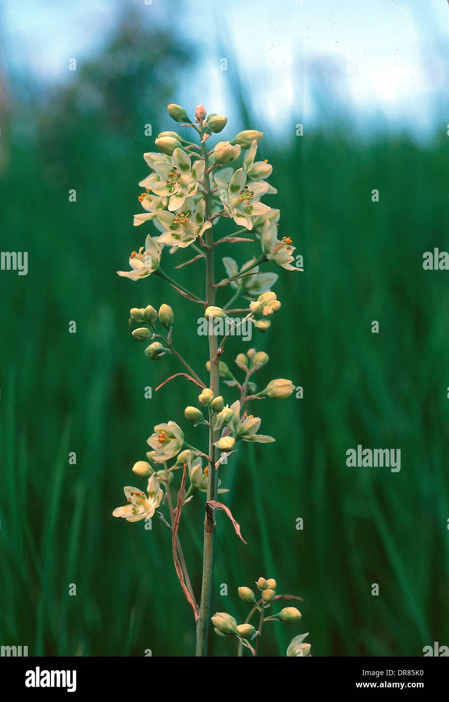 Elegant Camas (Zigadenus elegans) - AKA Alkali Grass, Showy Death Camas ...