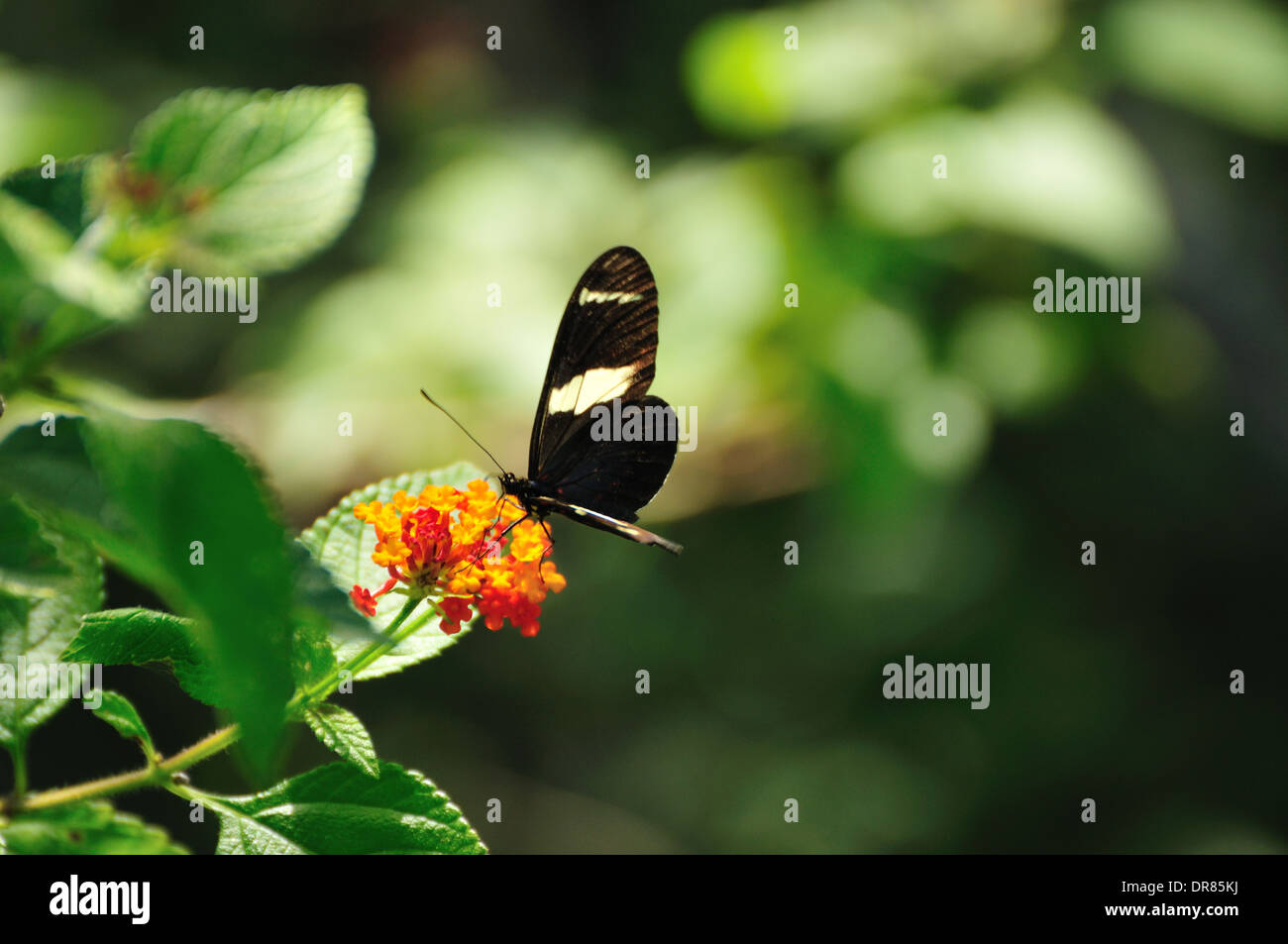 Brazil butterfly hi-res stock photography and images - Alamy
