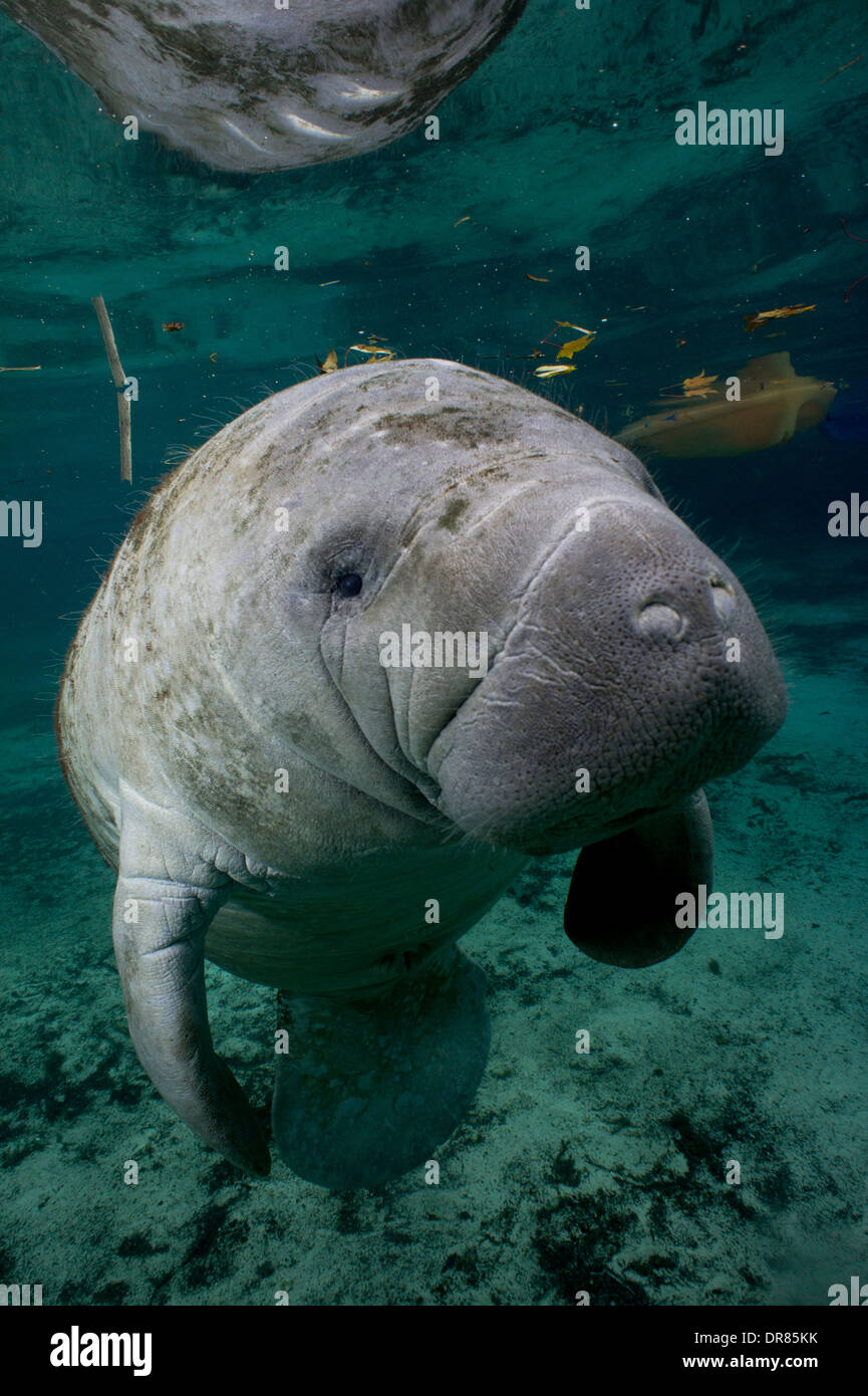 Endangered florida manatee three hi-res stock photography and images ...