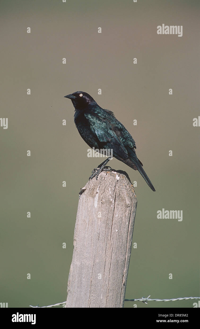 Uphagus cyanocephalus hi-res stock photography and images - Alamy