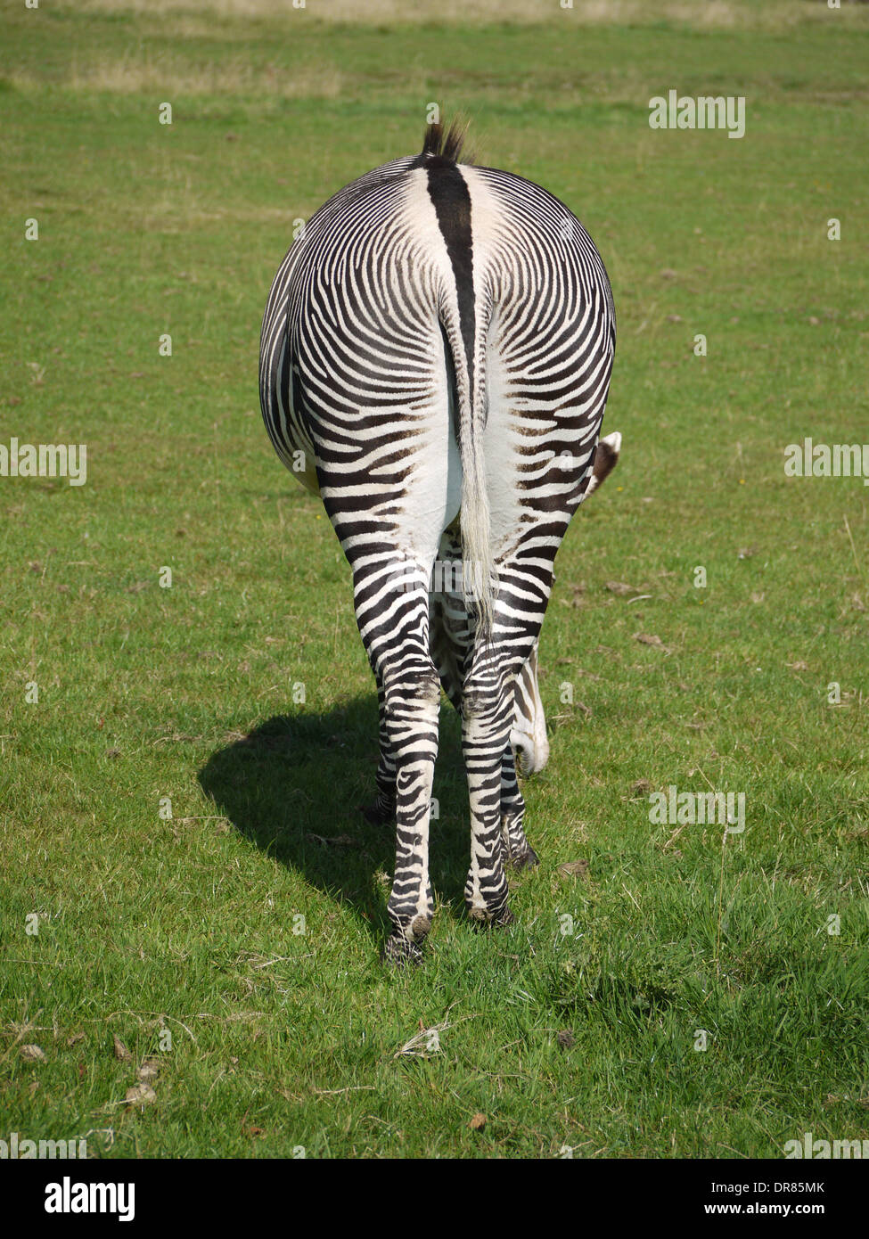 Hooved grazing animal hi-res stock photography and images - Alamy