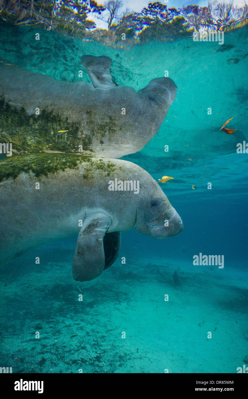 Florida manatee back hi-res stock photography and images - Alamy