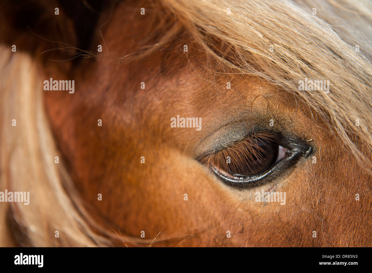 Close up of a horse's eye Stock Photo - Alamy