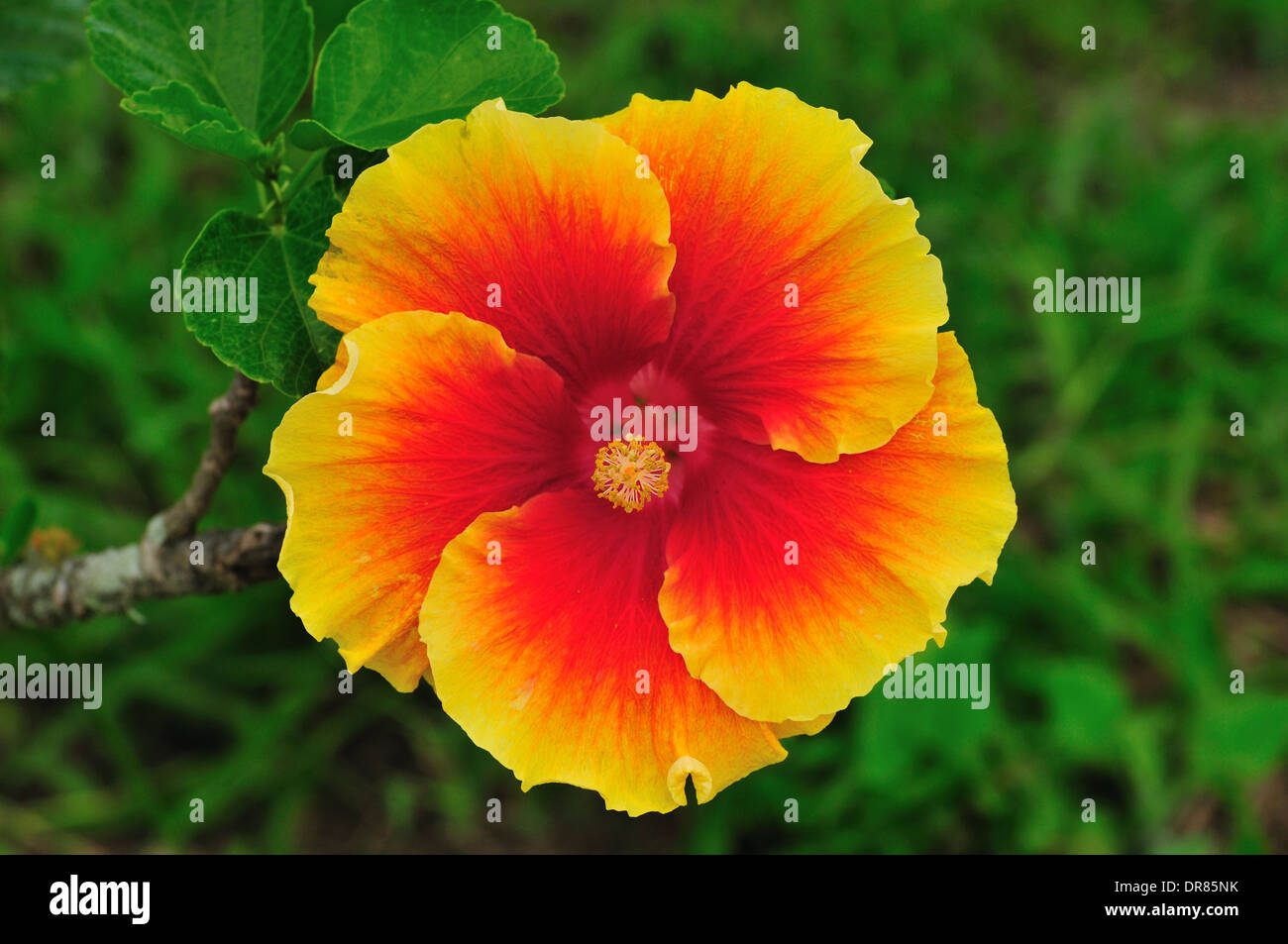 Brazil flower hi-res stock photography and images - Alamy