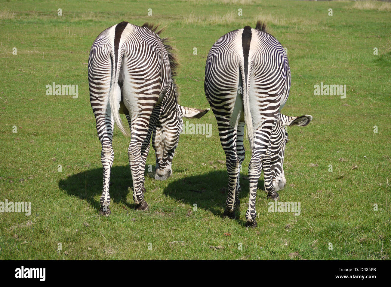 Zebra from behind hi-res stock photography and images - Alamy
