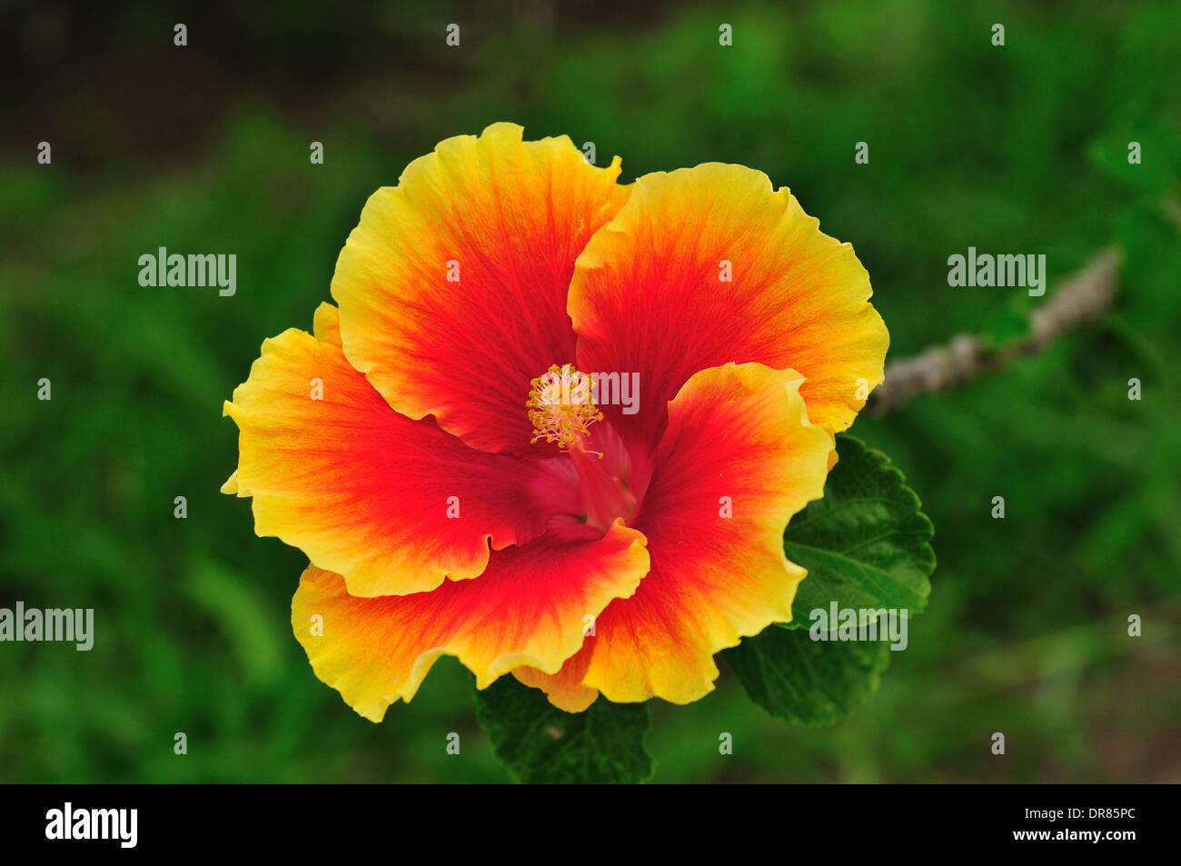 Brazil flower hi-res stock photography and images - Alamy