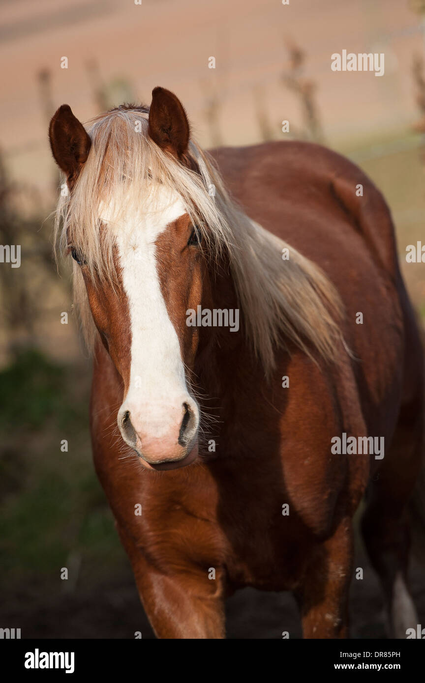 Chestnut Quarter Horse With Blaze