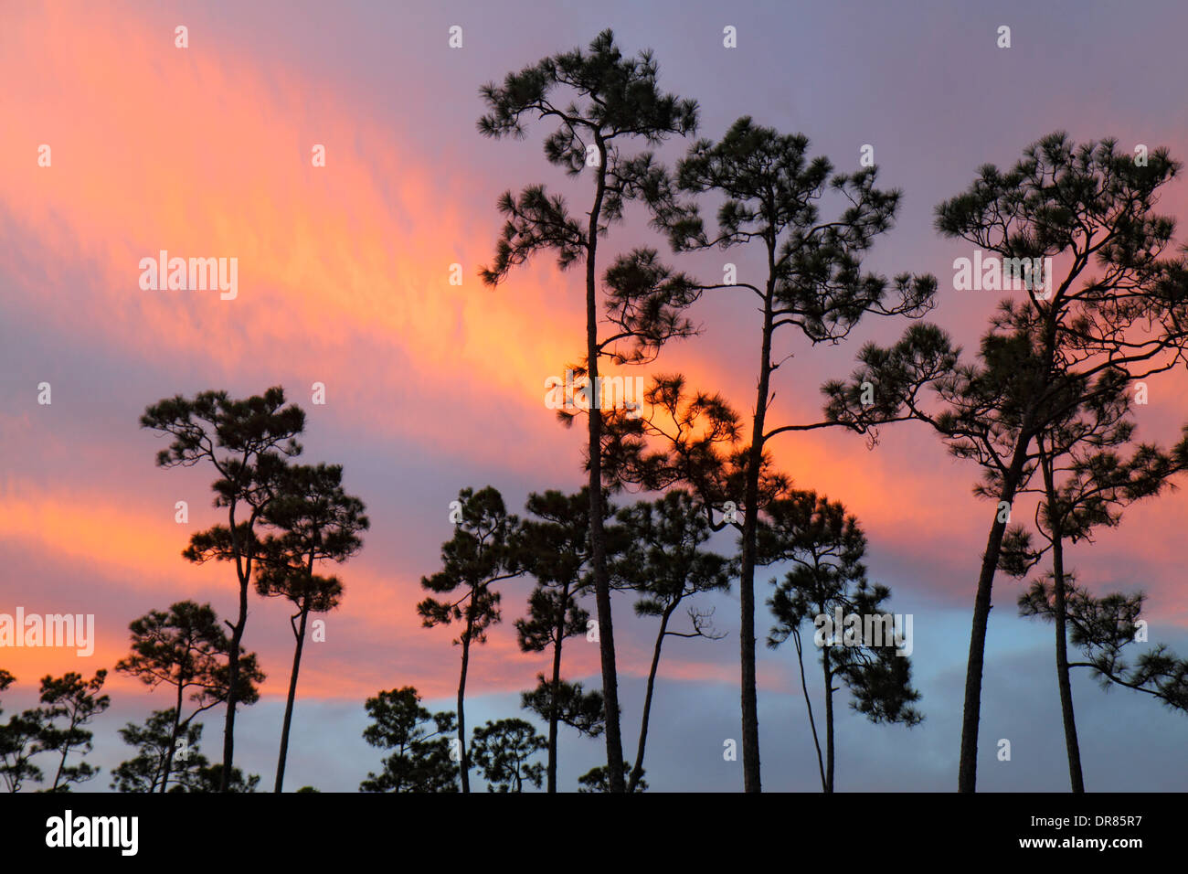 Miami Florida,Everglades National Park,Main Park Road,Long Pine Key ...