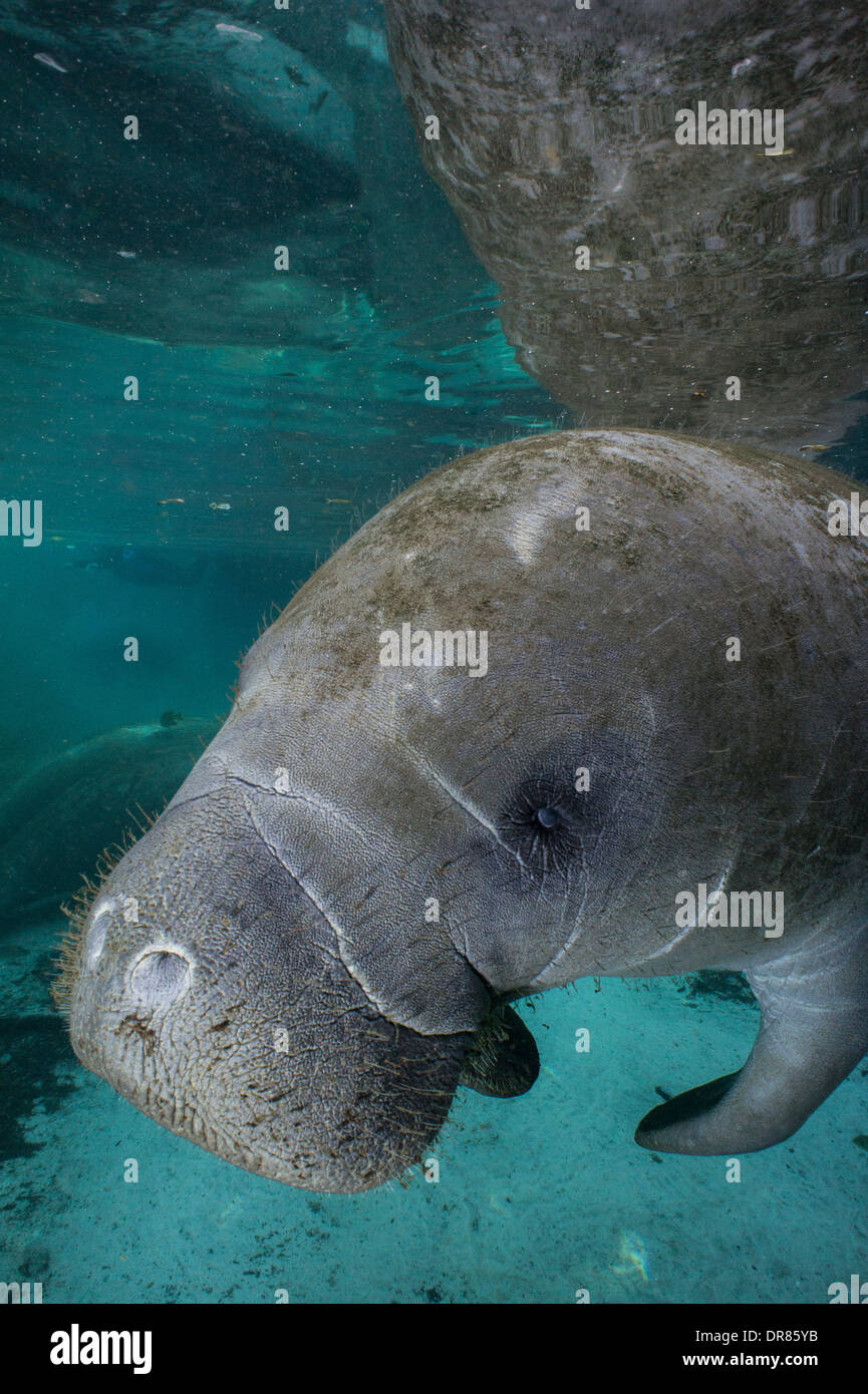 Underwater view of Florida manatee Stock Photo - Alamy