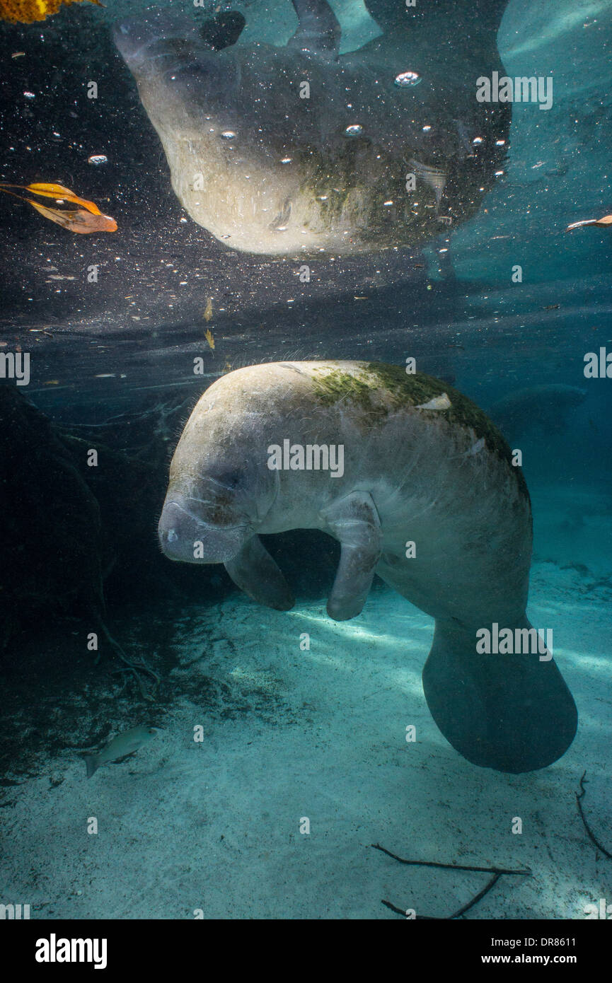 _1dr8611 hi-res stock photography and images - Alamy